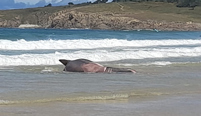 Aparece un tiburón peregrino en la playa de Doniños - Galicia Ártabra ...